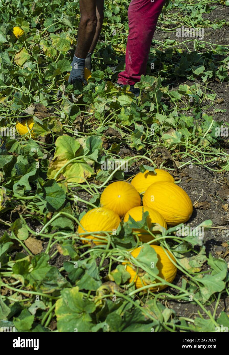 Harvest canary melons. Sunny day. Picking yellow melons in plantation ...