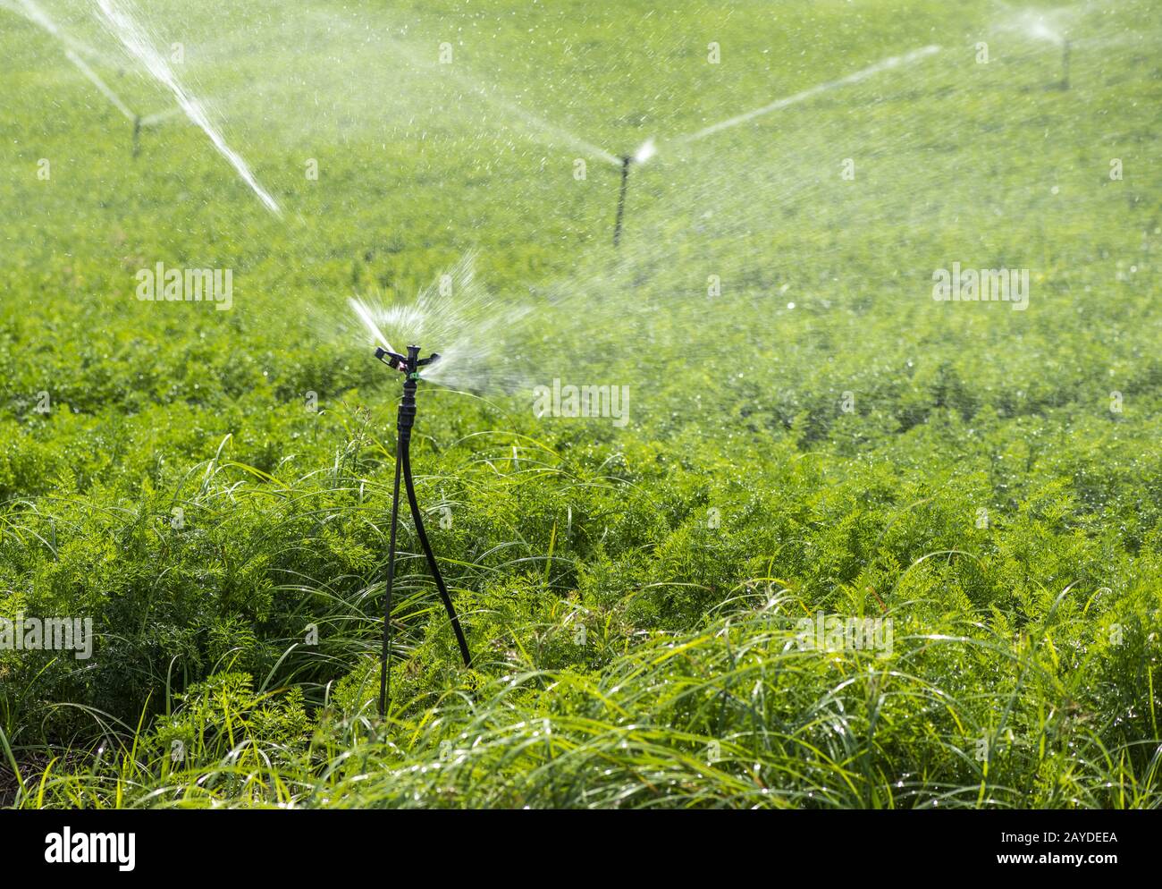 Watering plantation with carrots. Irrigation sprinklers in big carrots ...