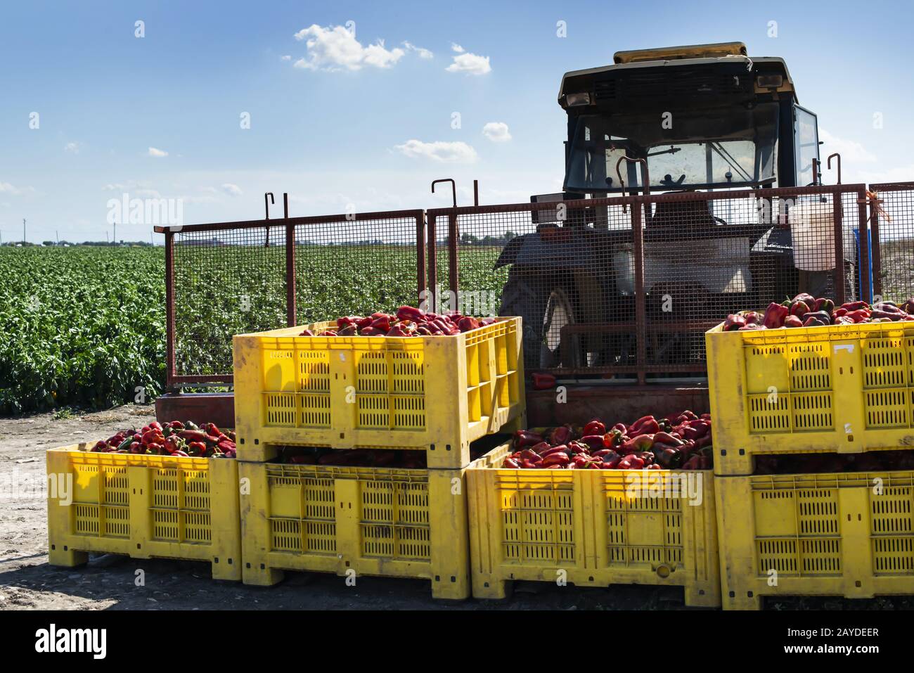 Mature big red peppers on tractor in a farm Stock Photo - Alamy