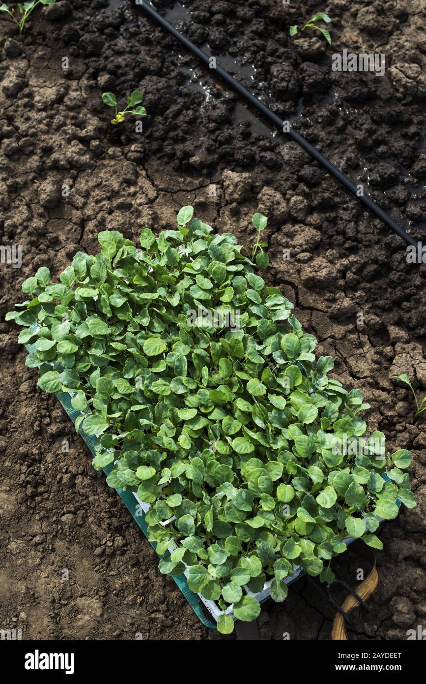 Seedlings in crates on the agriculture land. Planting broccoli in ...