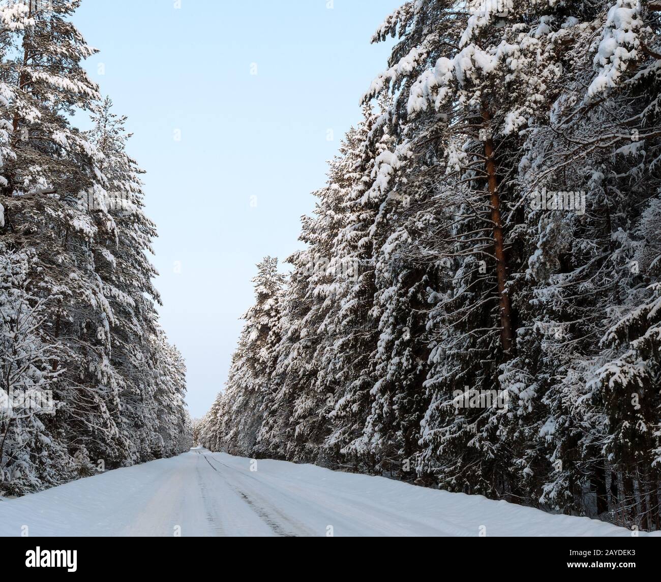 Christmas view beautiful snowy forest hi-res stock photography and ...