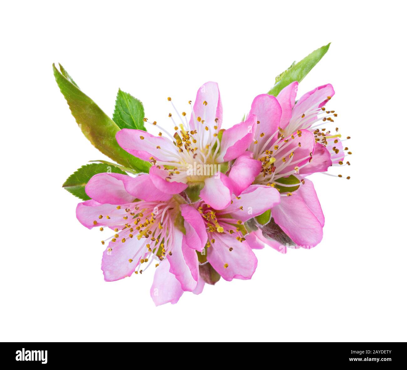 View almond tree white Cut Out Stock Images & Pictures - Alamy