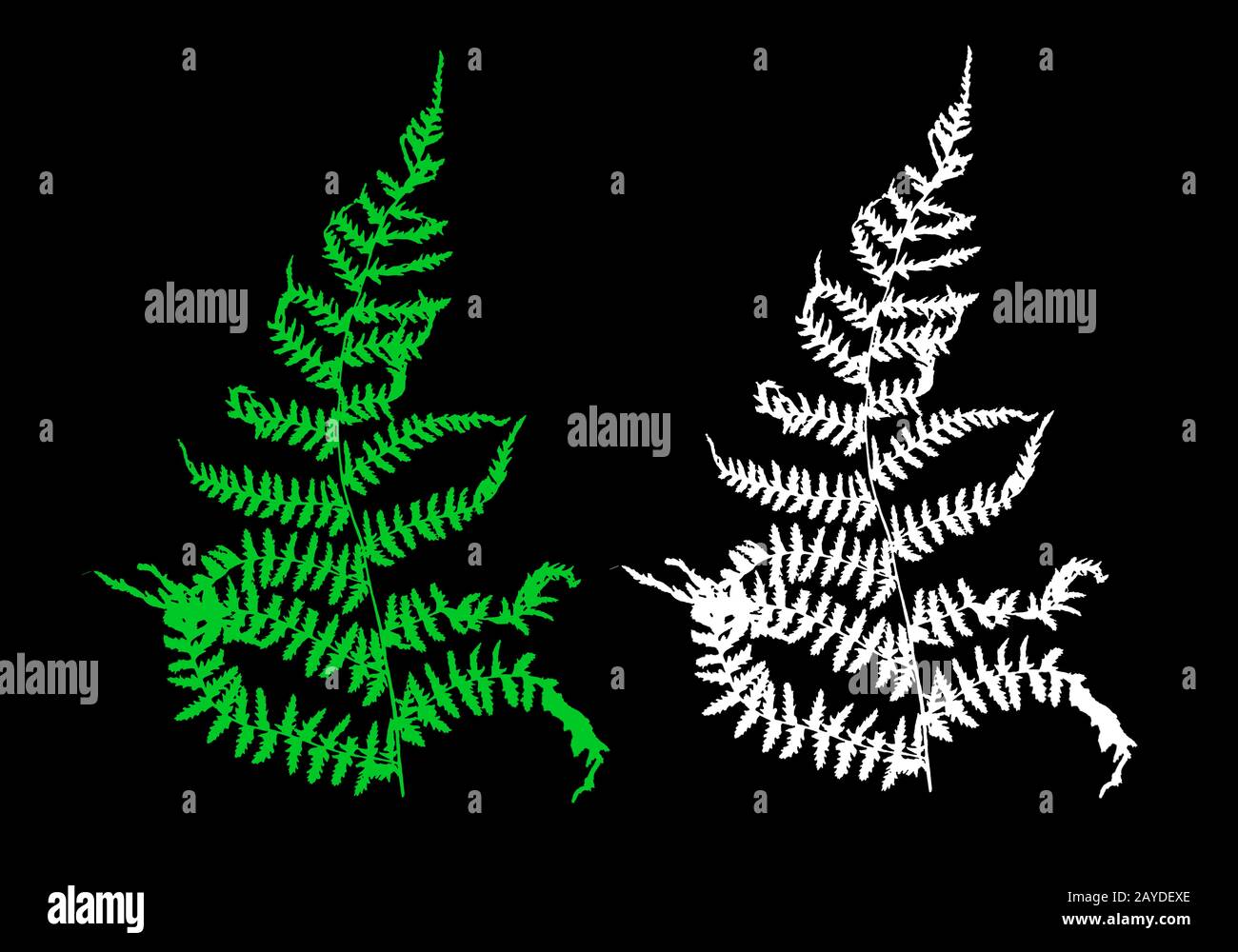 modern fern design in solid green and white colors on a black ...