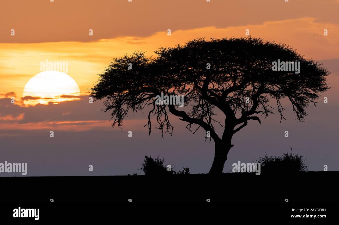African acacia tree hi-res stock photography and images - Alamy