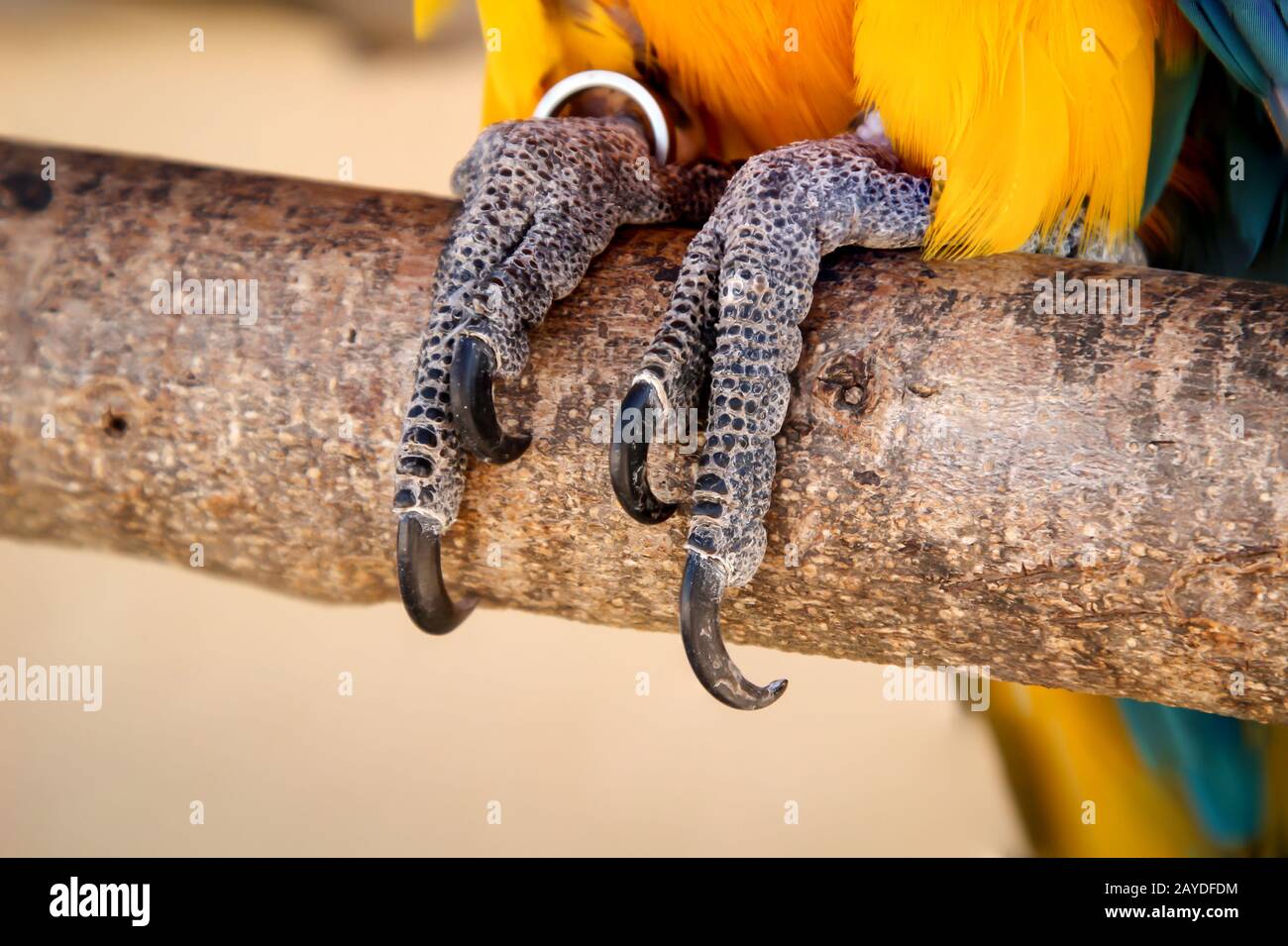 details, portrait, view of a macaw, papagai Stock Photo - Alamy