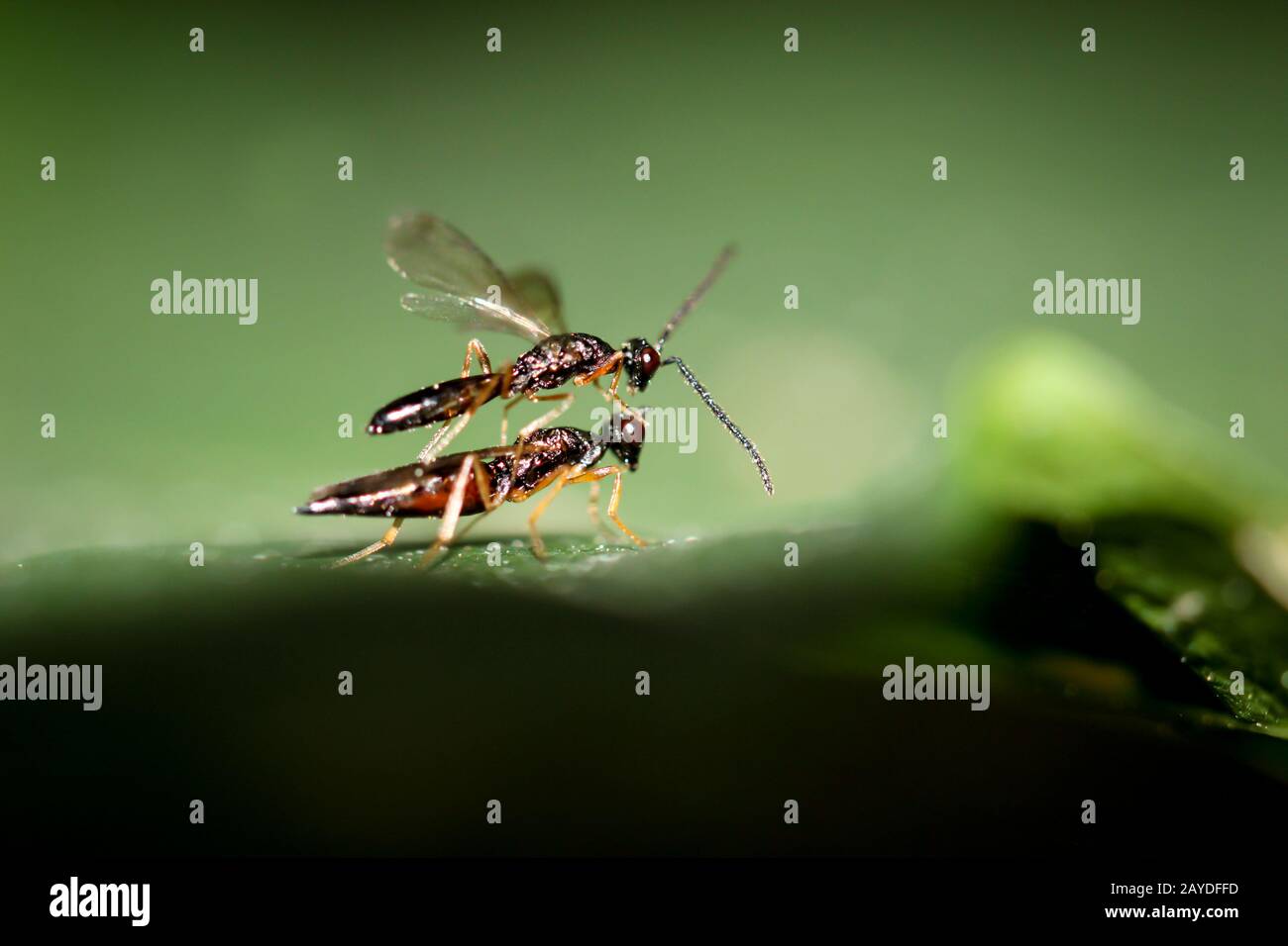 Fly insects hi-res stock photography and images - Alamy