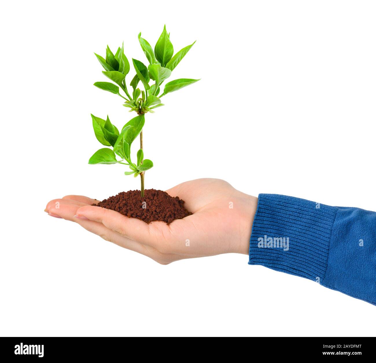 Hand and plant Stock Photo - Alamy