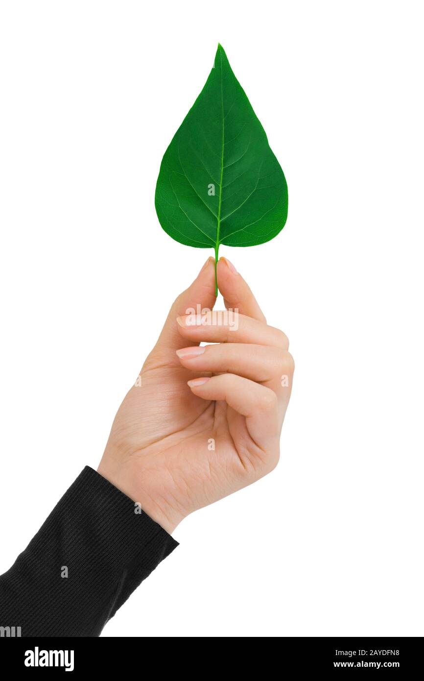 Hand with plant Stock Photo - Alamy
