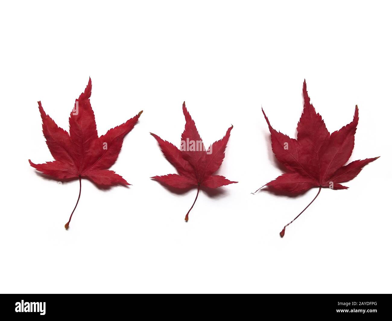 Japanese maple tree background Cut Out Stock Images & Pictures - Alamy