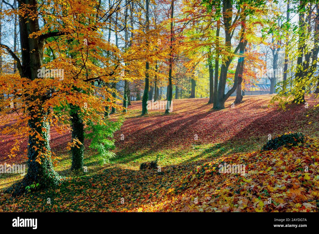Autumn in park, fall concept Stock Photo - Alamy