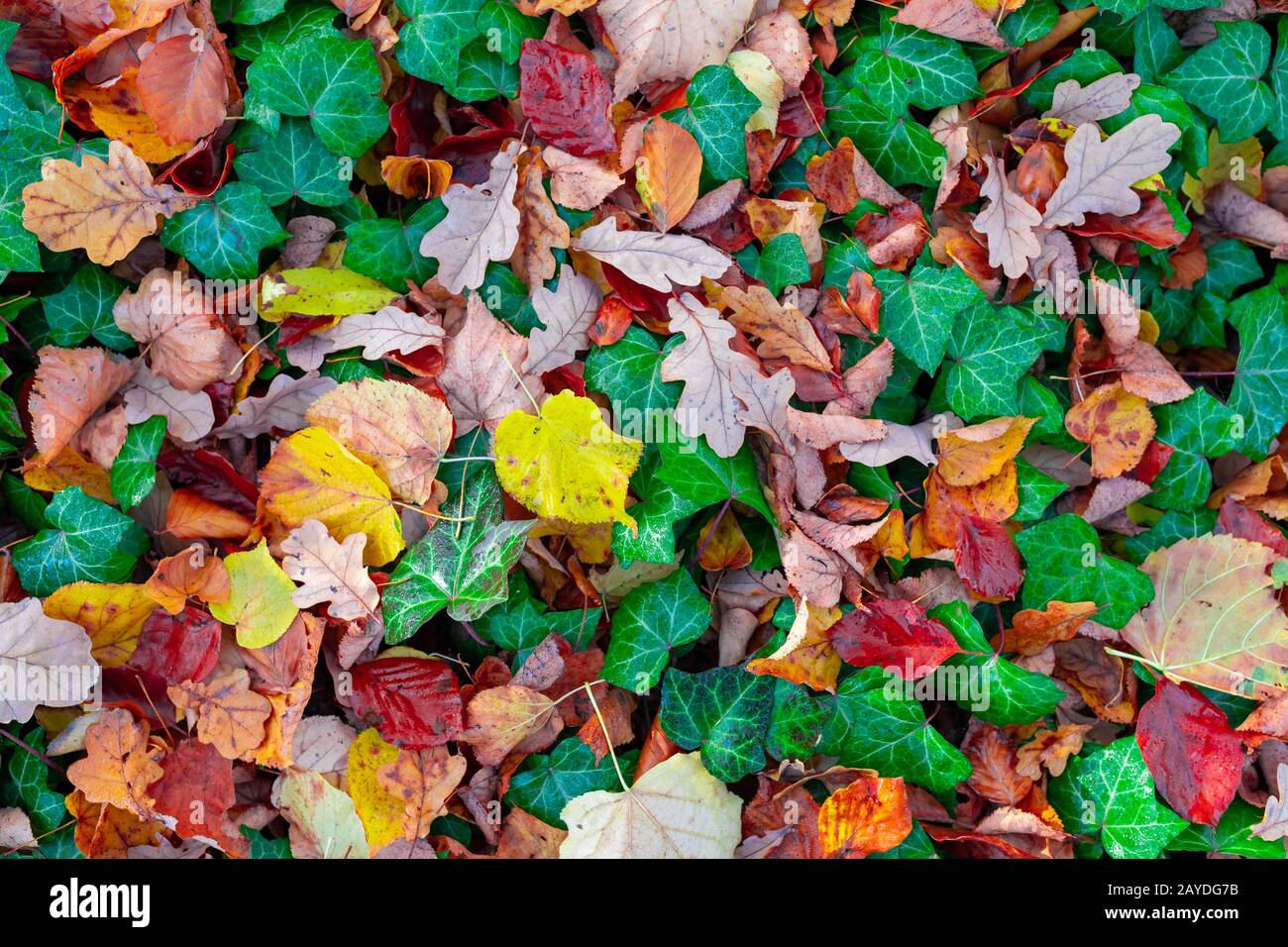 Natural autumn pattern background Stock Photo - Alamy