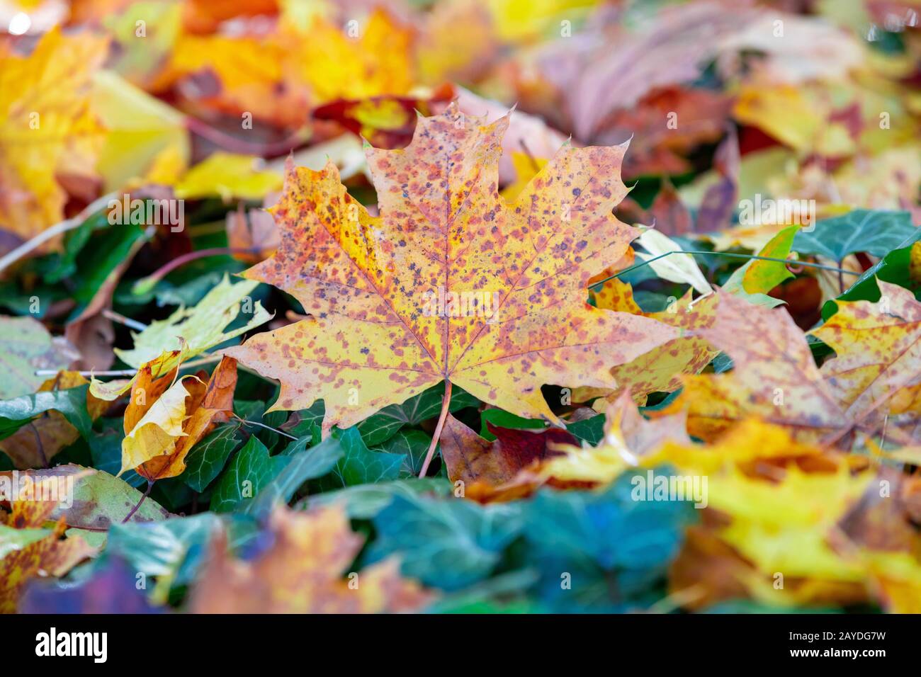 Natural autumn pattern background Stock Photo - Alamy