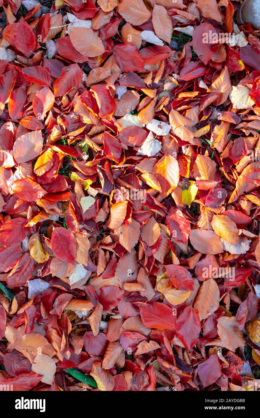 Natural autumn pattern background Stock Photo - Alamy