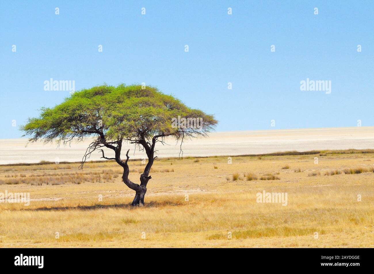 Acacia leave hi-res stock photography and images - Alamy