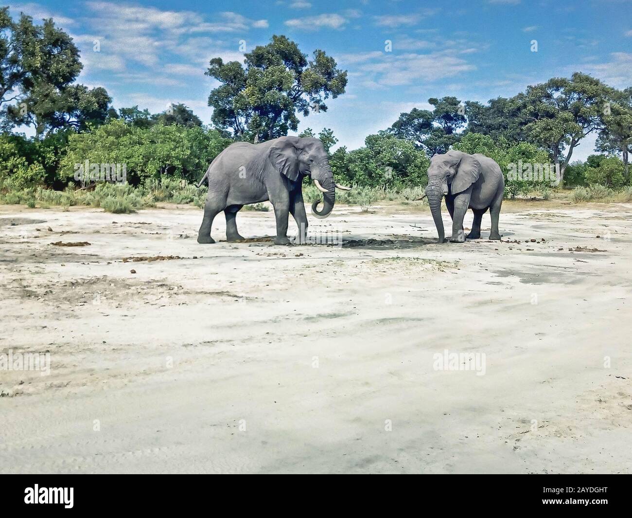 two grey elephants in Namibia Stock Photo - Alamy