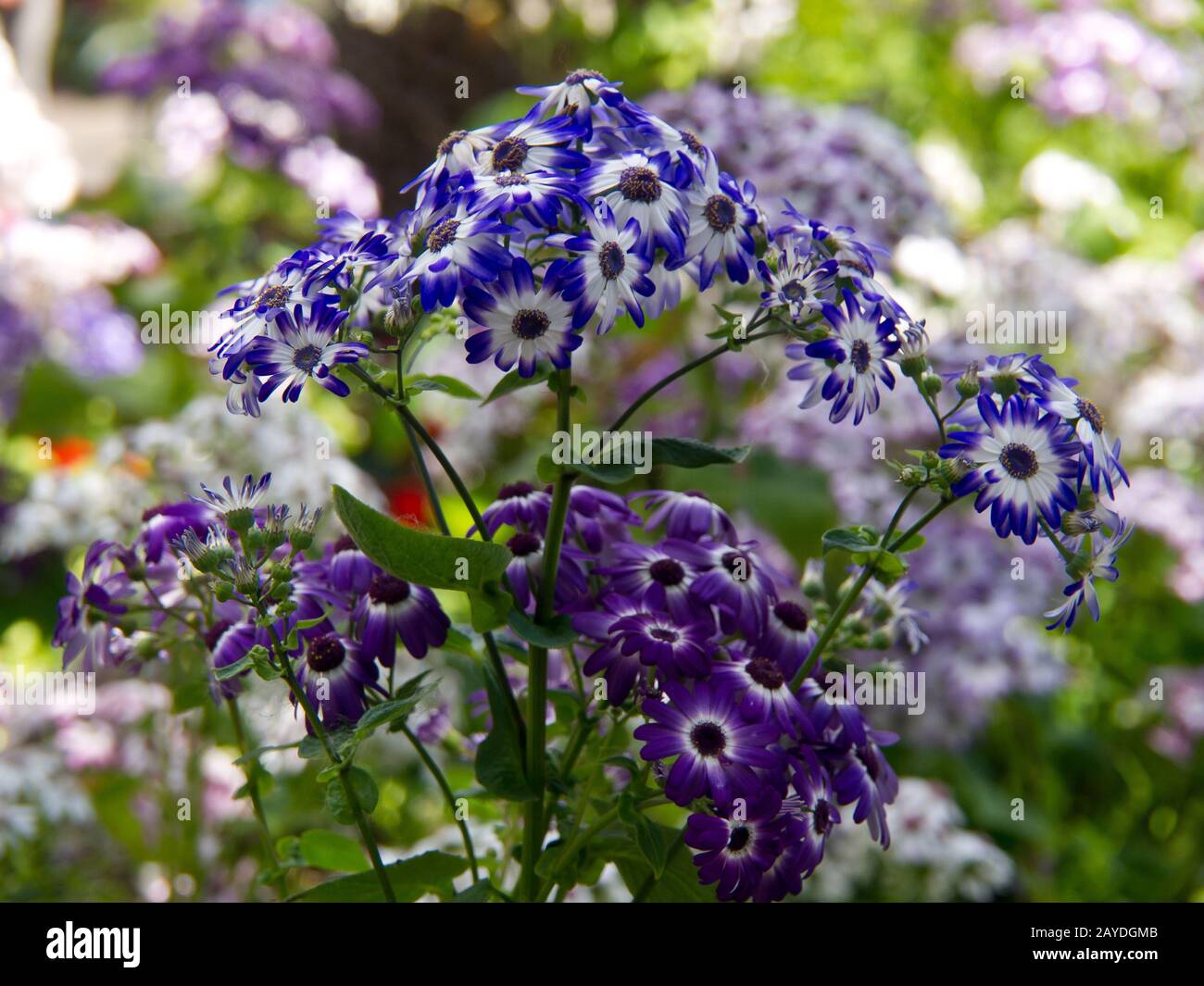 Tenerife spring flowers hi-res stock photography and images - Alamy