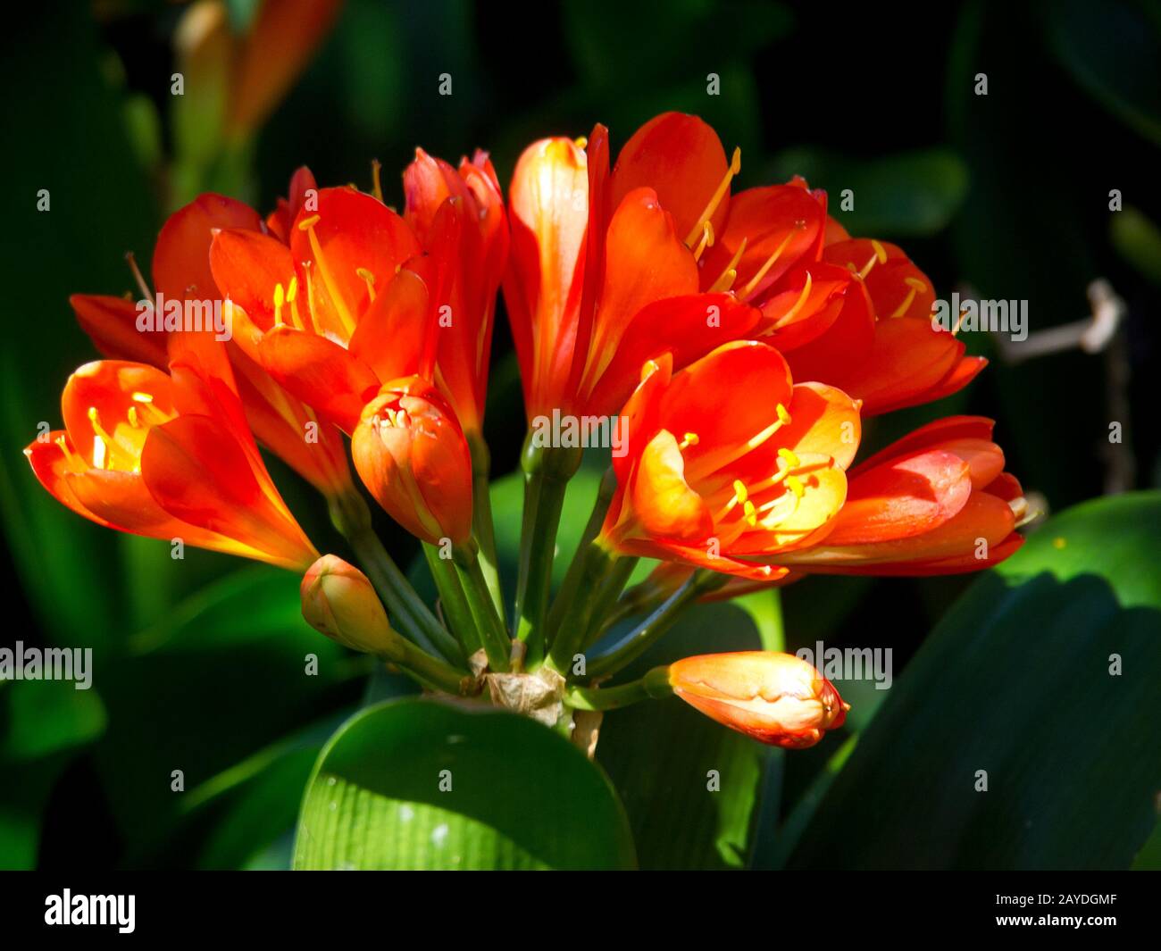 Tenerife spring flowers hi-res stock photography and images - Alamy