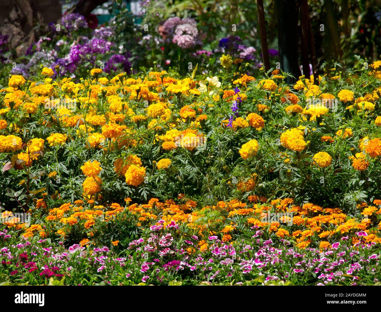 Tenerife spring flowers hi-res stock photography and images - Alamy