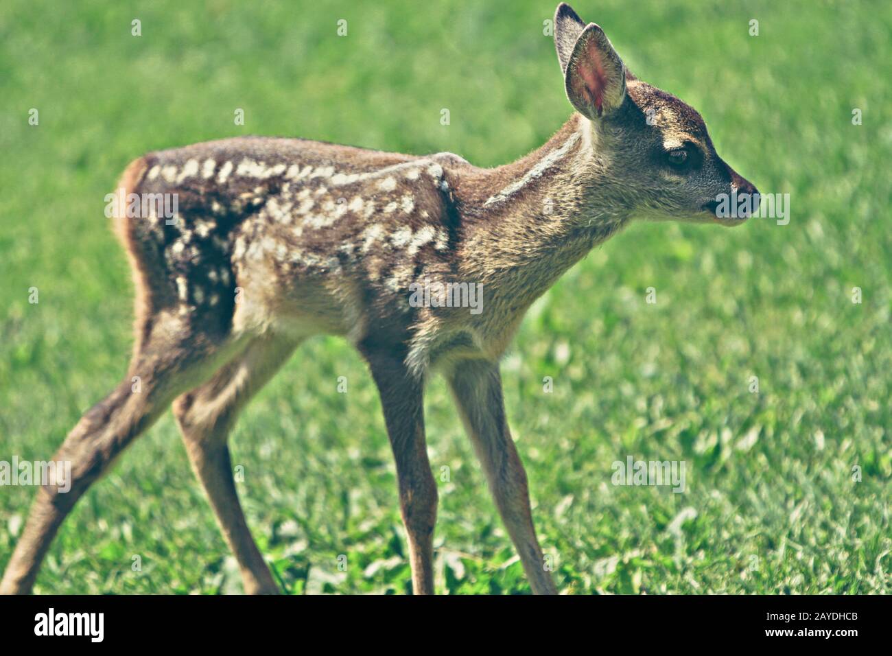cute young wild roe deer Stock Photo - Alamy