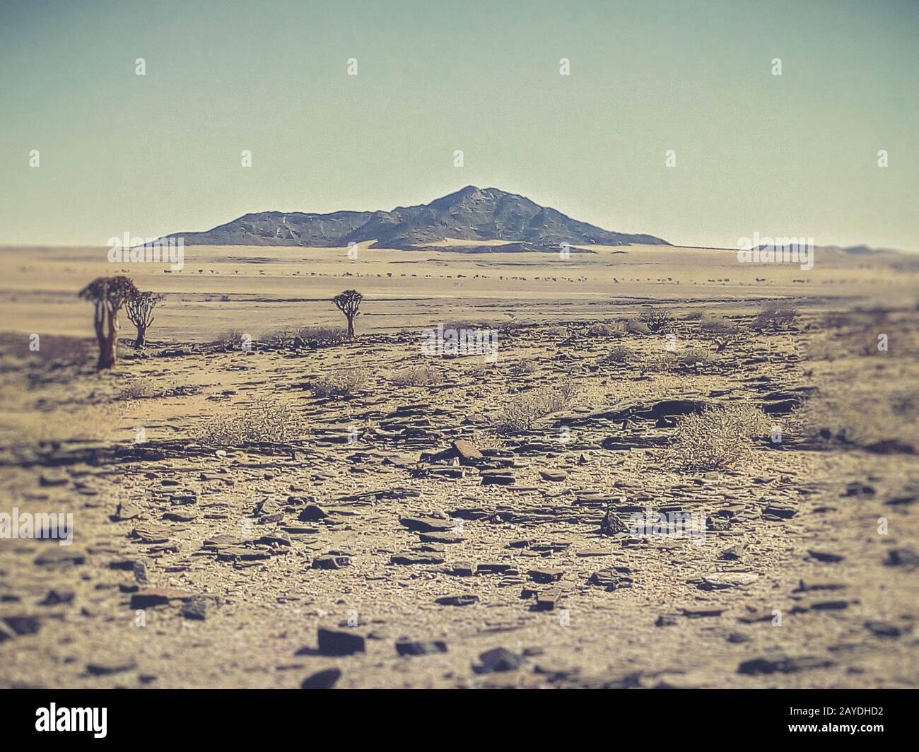 Drought land dry tree hi-res stock photography and images - Alamy