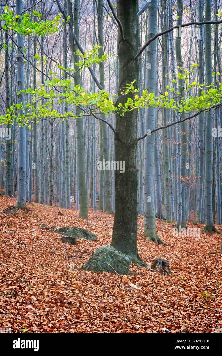 Deep forest in autumn colors Stock Photo - Alamy