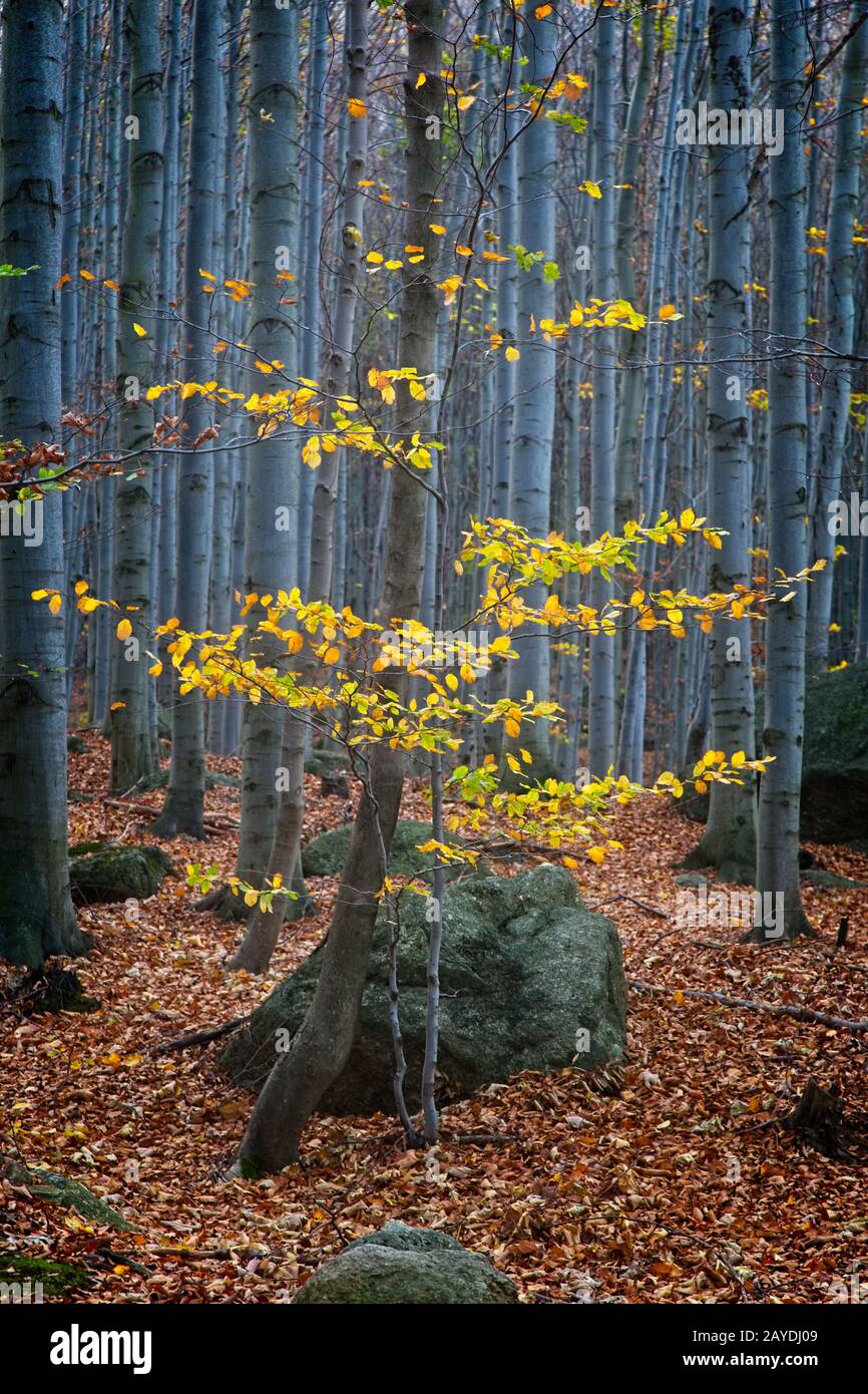 Deep forest in autumn colors Stock Photo - Alamy