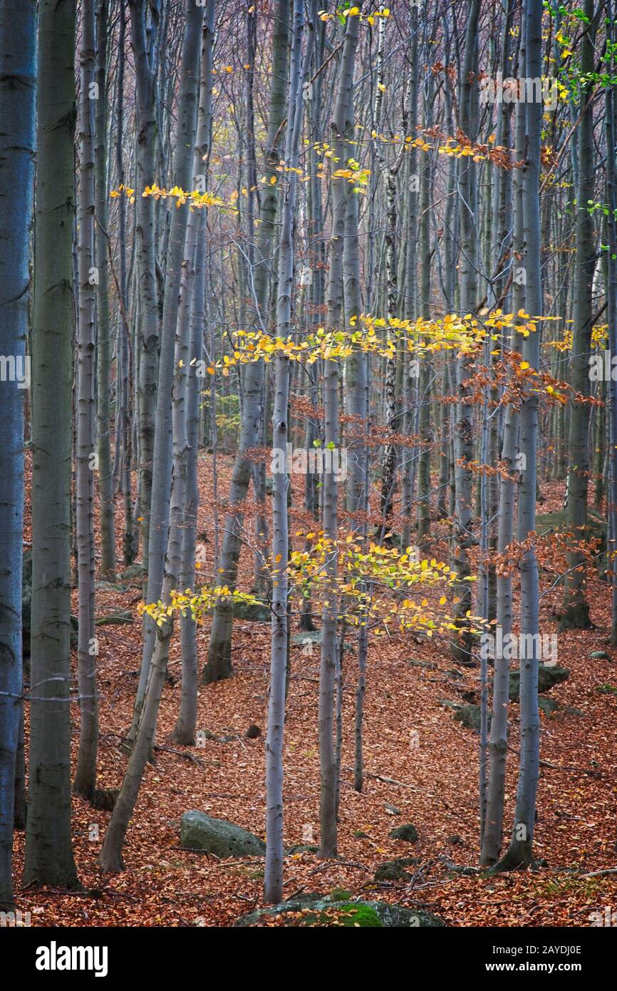 Deep colors of autumn hi-res stock photography and images - Alamy