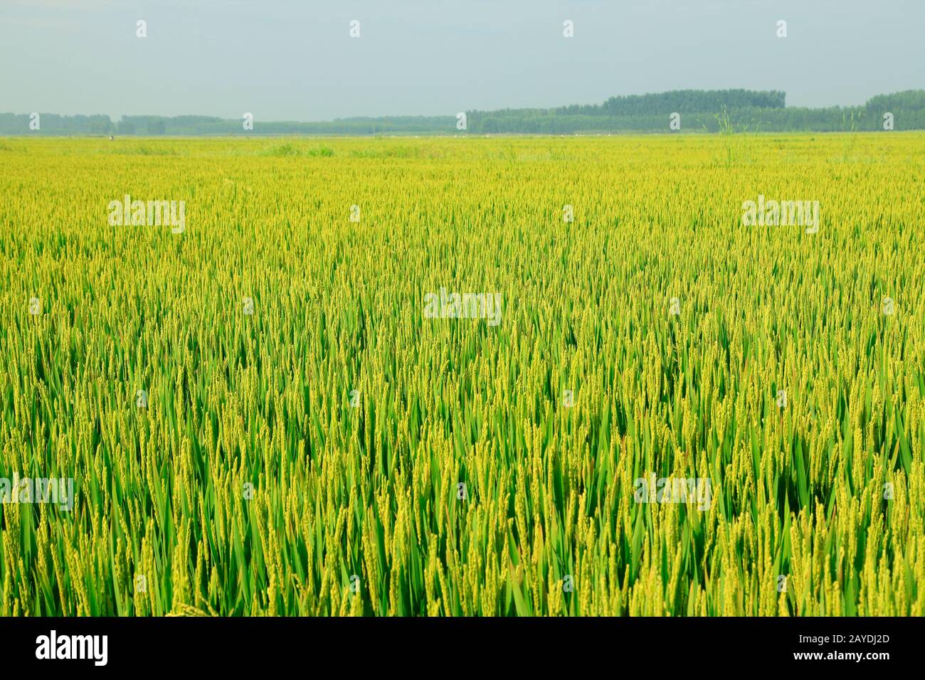 The rice in the field Stock Photo - Alamy