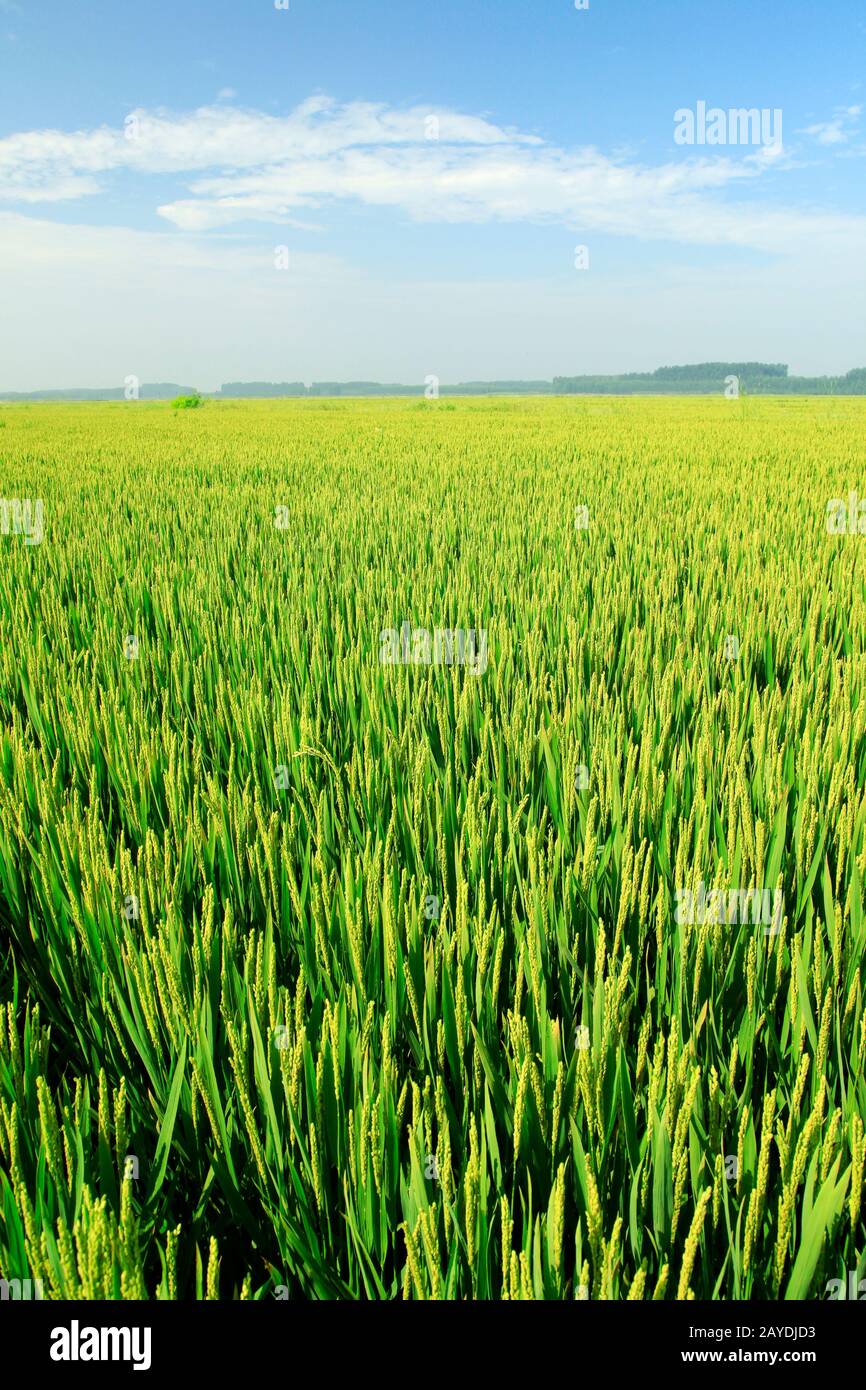 The rice in the field Stock Photo - Alamy