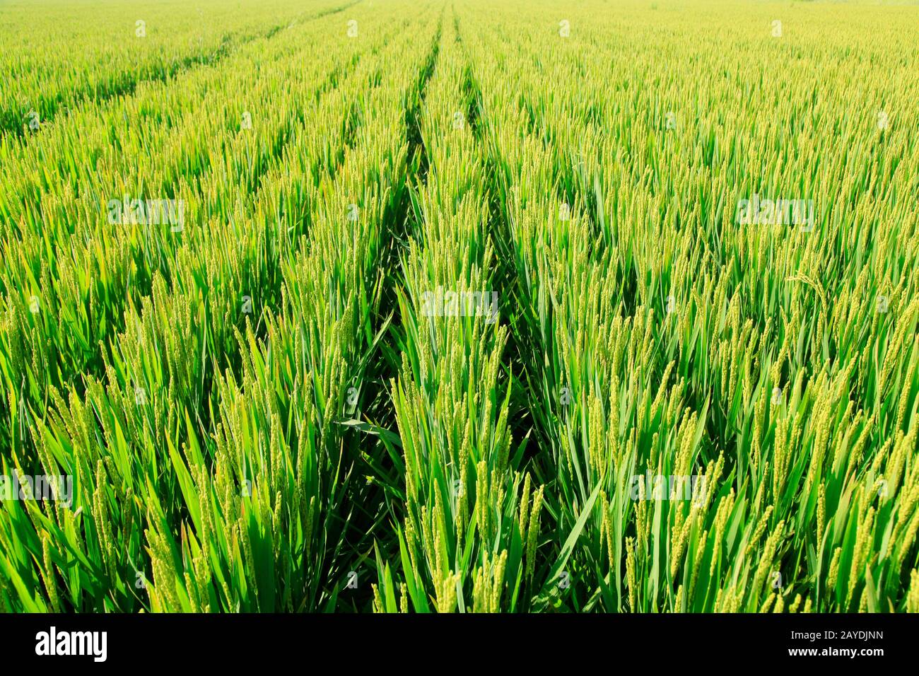 The rice in the field Stock Photo - Alamy
