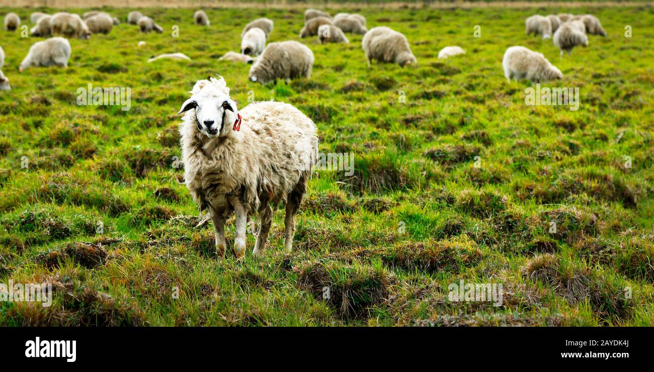 Nomadic grazing and grassland hi-res stock photography and images - Alamy