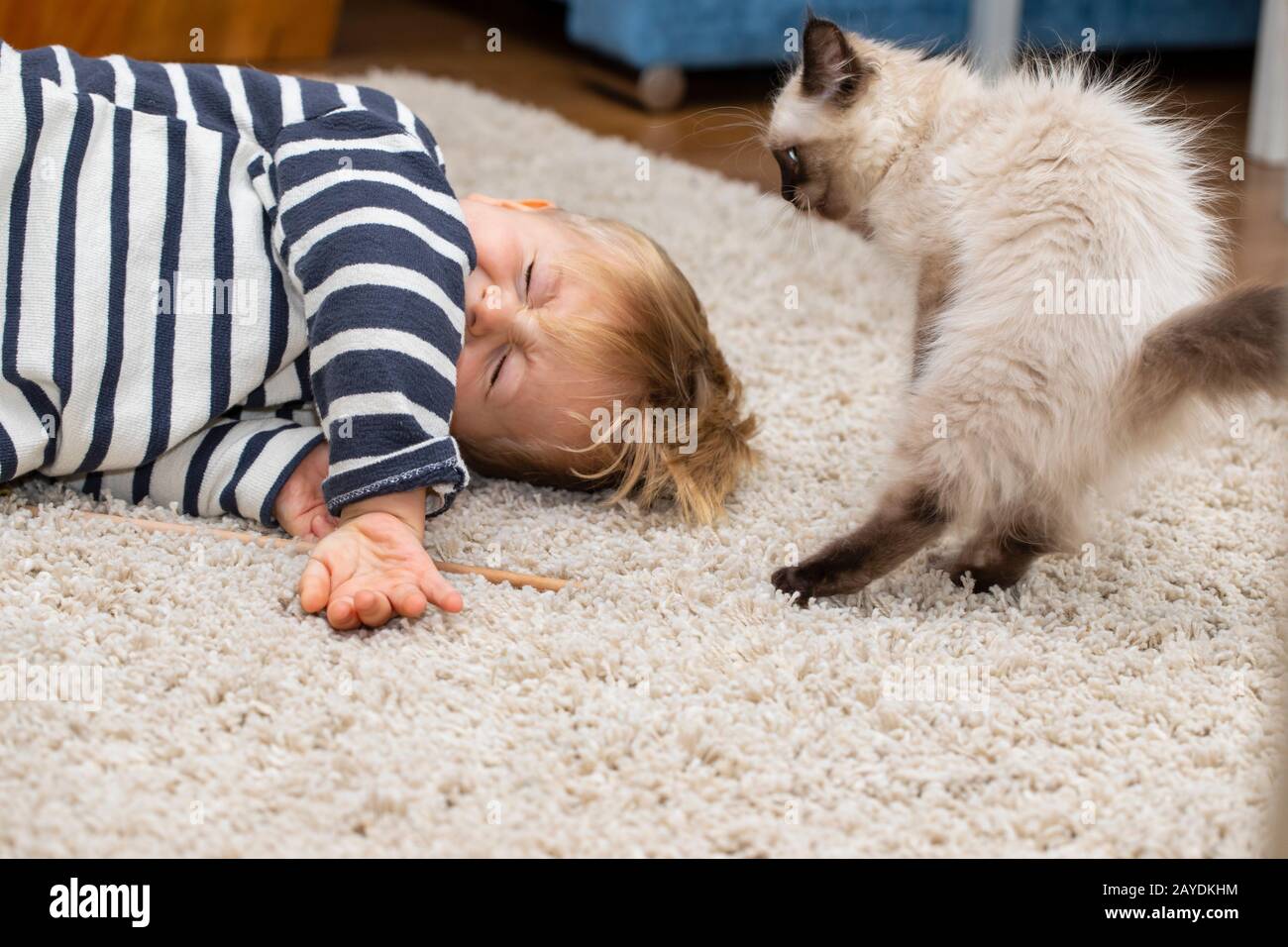Boy playing with kitten hi-res stock photography and images - Alamy