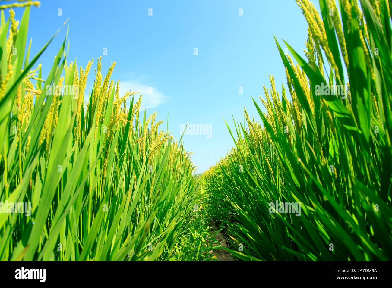 The rice in the field Stock Photo - Alamy