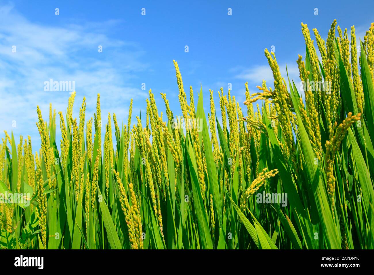 The rice in the field Stock Photo - Alamy