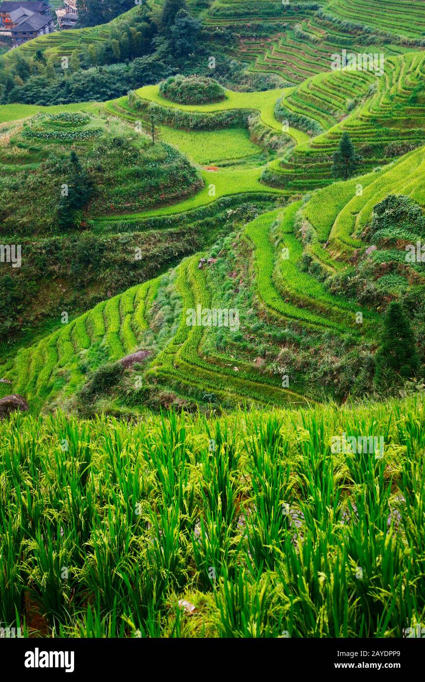 Rice filed terrace in the countryside of Dazhai ,Shanxi province ,China ...