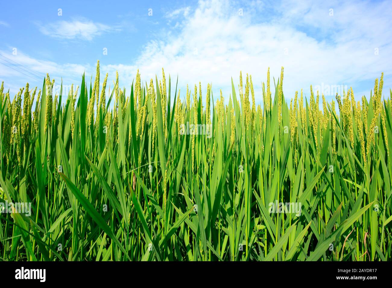 The rice in the field Stock Photo - Alamy
