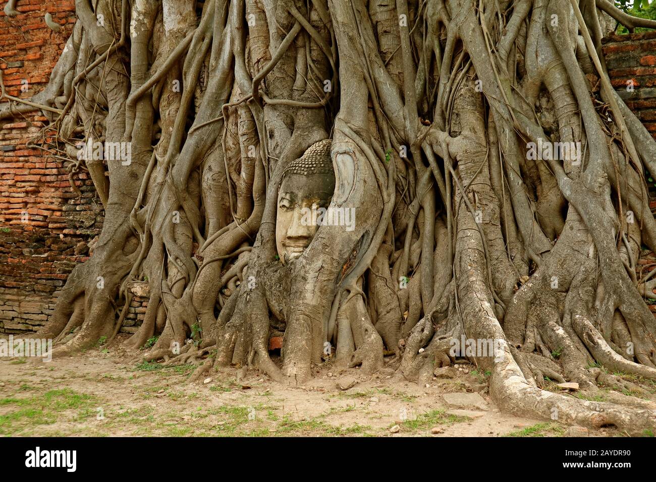 Head of a Buddha Image in the Bodhi Tree Roots in Wat Mahathat Ancient ...