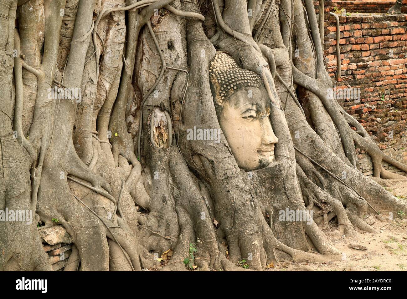Ancient Buddha Statue's Head Trapped in the Bodhi Tree Roots in Wat ...