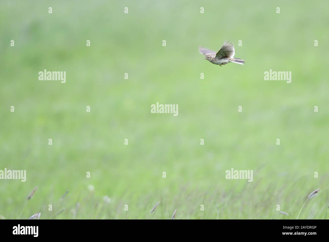 Eurasian skylark in flight Stock Photo - Alamy