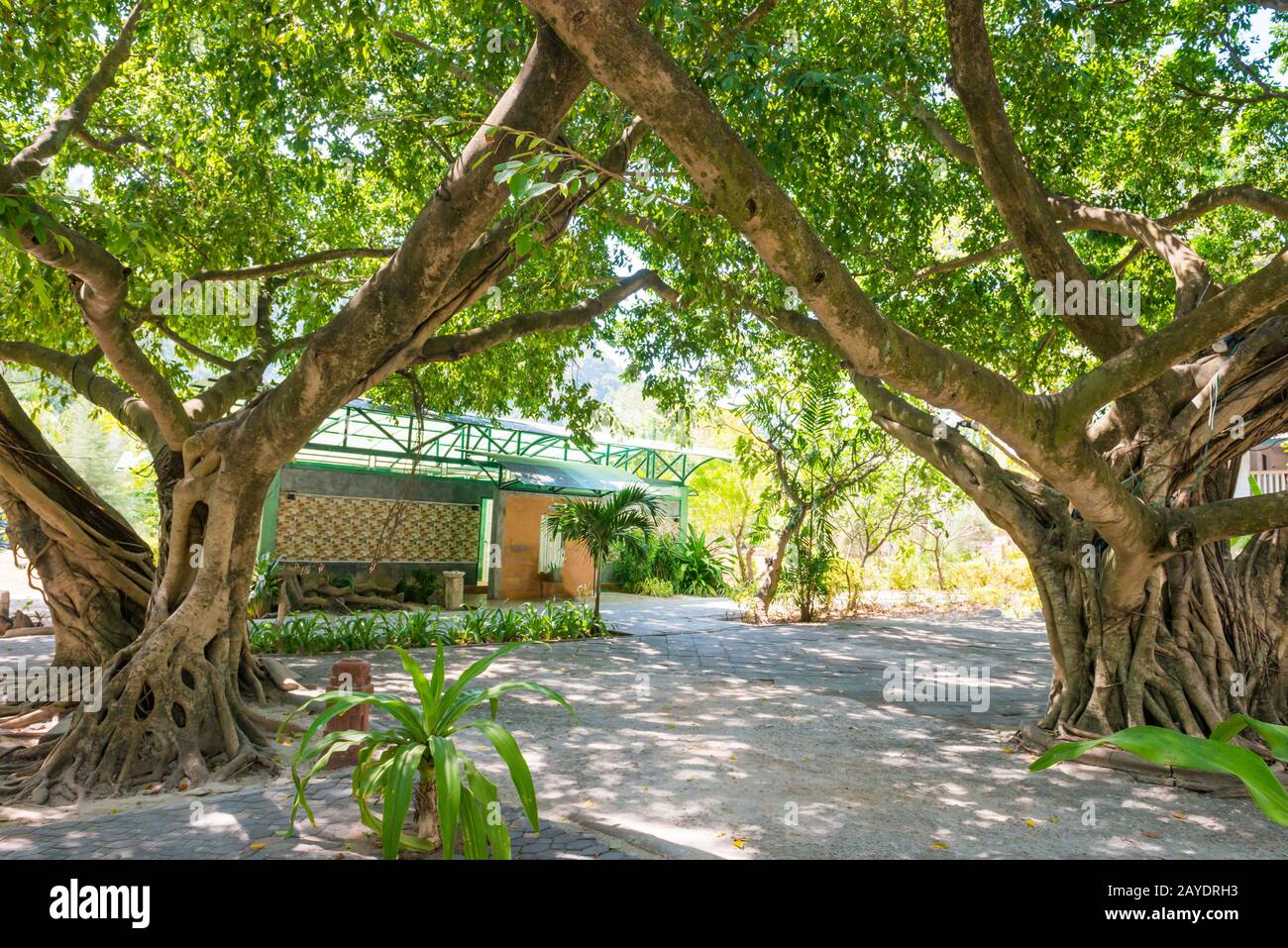 Big tropical trees hi-res stock photography and images - Alamy