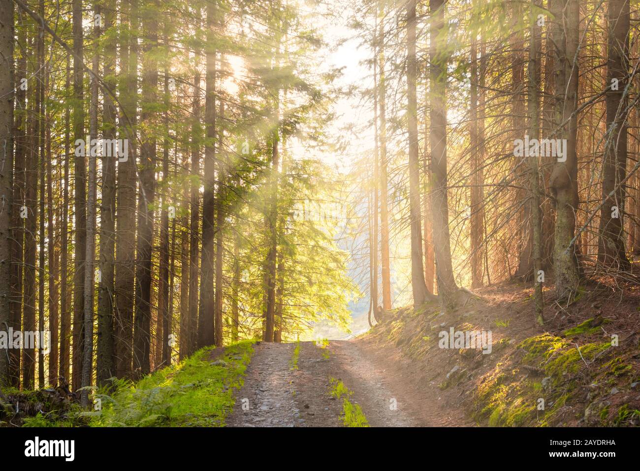 Green forest and rays of sun light Stock Photo - Alamy