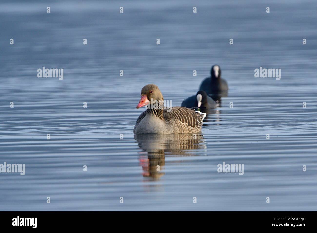 Eurasian goose hi-res stock photography and images - Alamy
