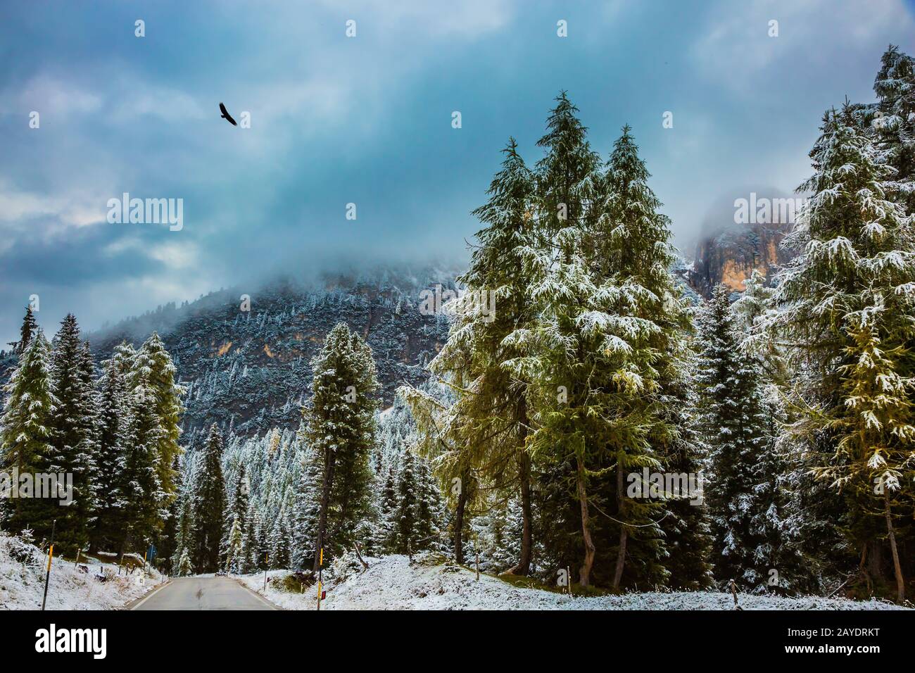 Evergreen forests covered with the snow Stock Photo - Alamy