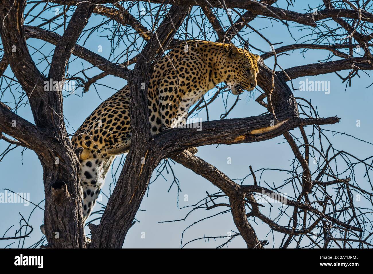Leopard resting on tree hi-res stock photography and images - Alamy