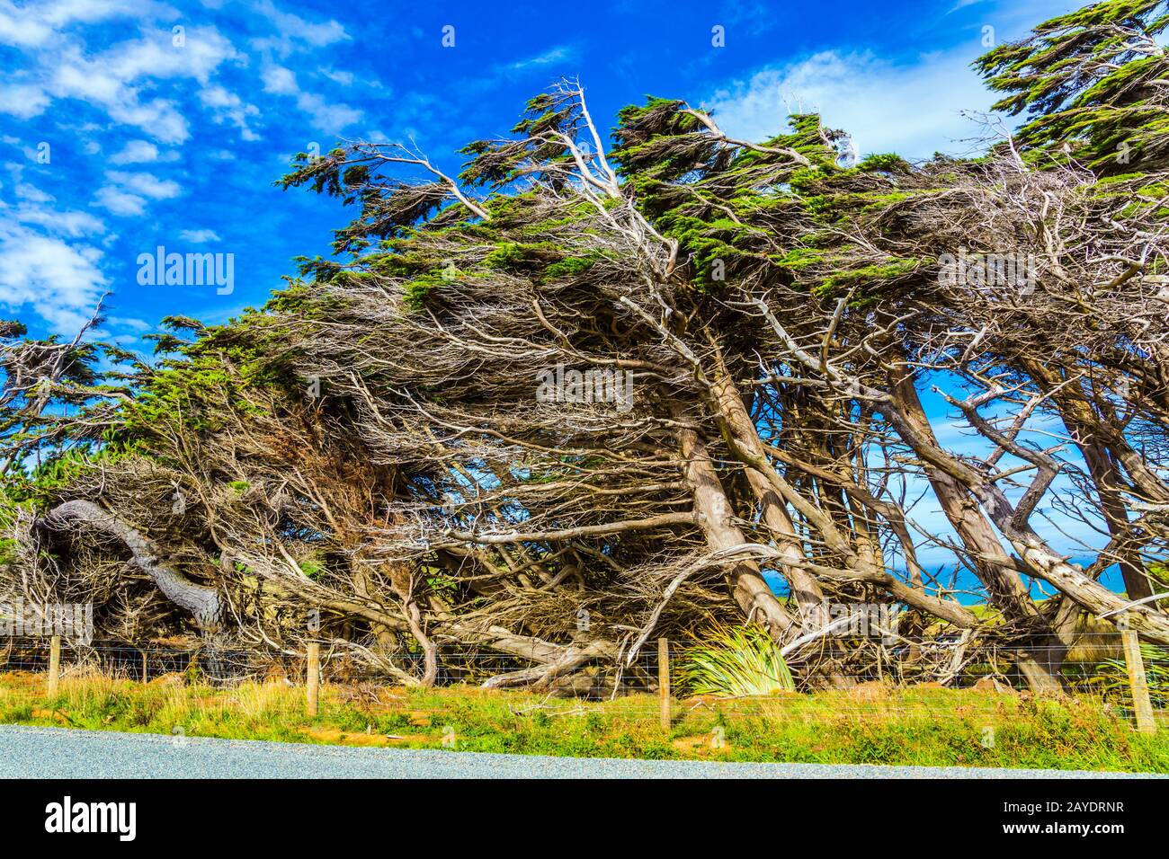 Windswept trees new zealand hi-res stock photography and images - Alamy