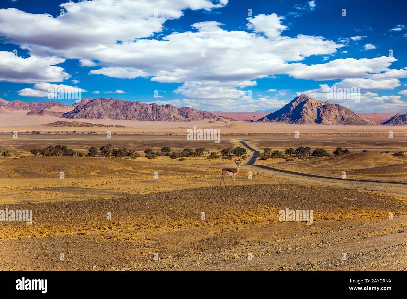 Impala antelope hi-res stock photography and images - Alamy