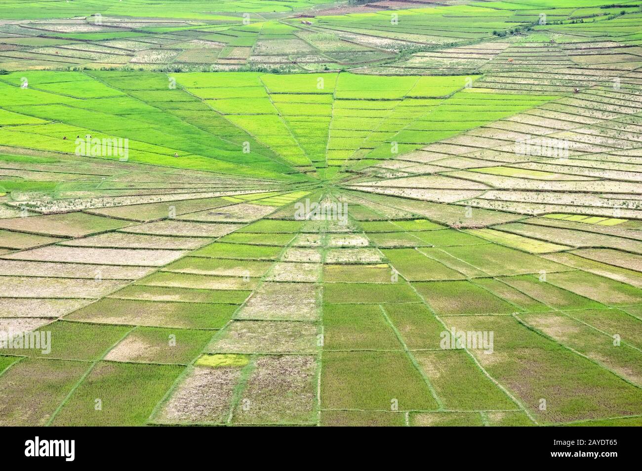 Lingko spider web rice fields Flores Indonesia Stock Photo - Alamy