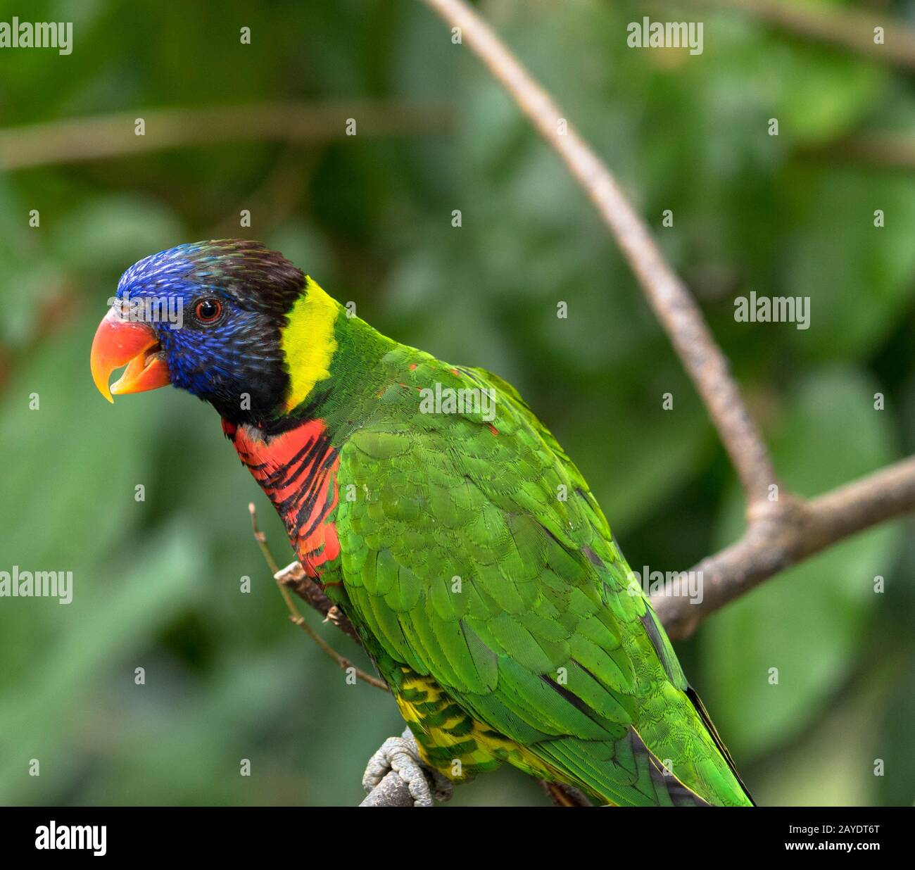 Beautyful parrot posing on a branch Stock Photo - Alamy