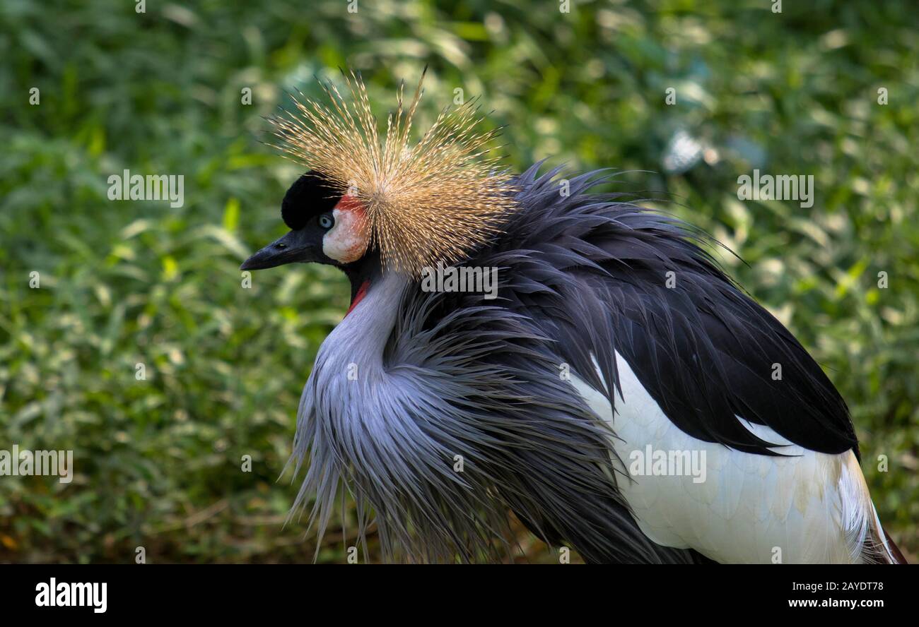 Beautiful bird, Grey Crowned Crane with blue eye and red wattle Stock ...