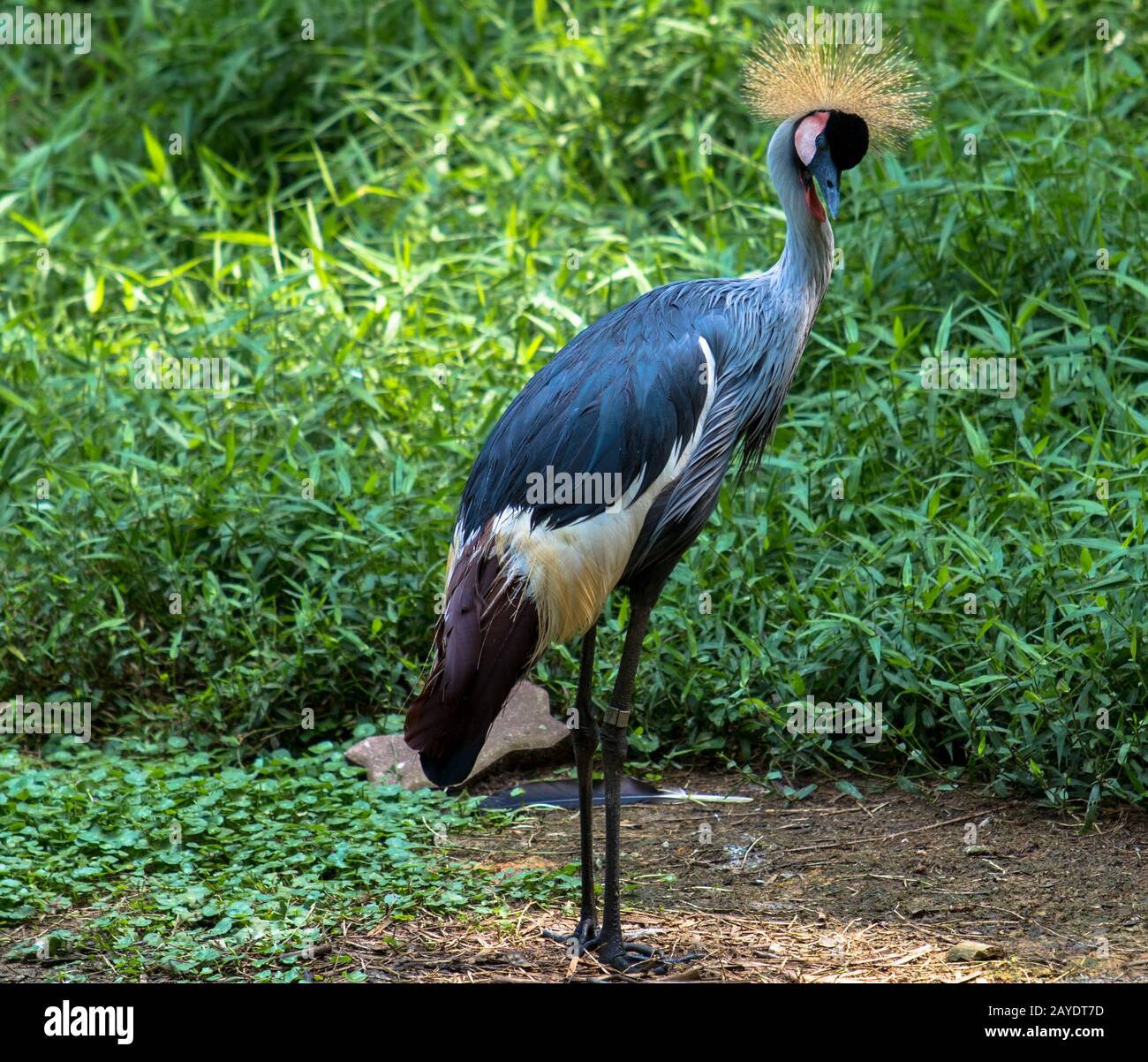 Blue crane bird hi-res stock photography and images - Alamy